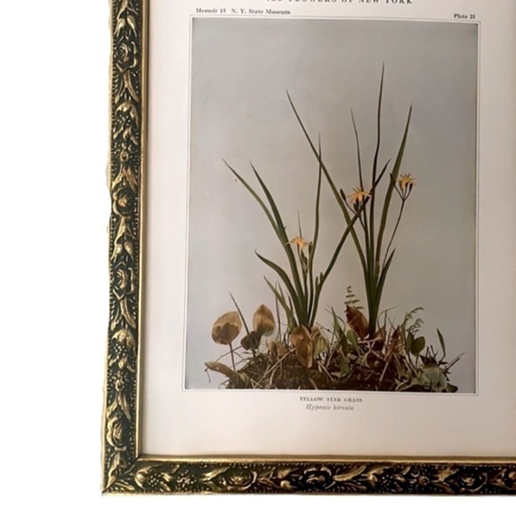 Vintage | Art | Antique Botanical Print Original Natural Plant Native ...